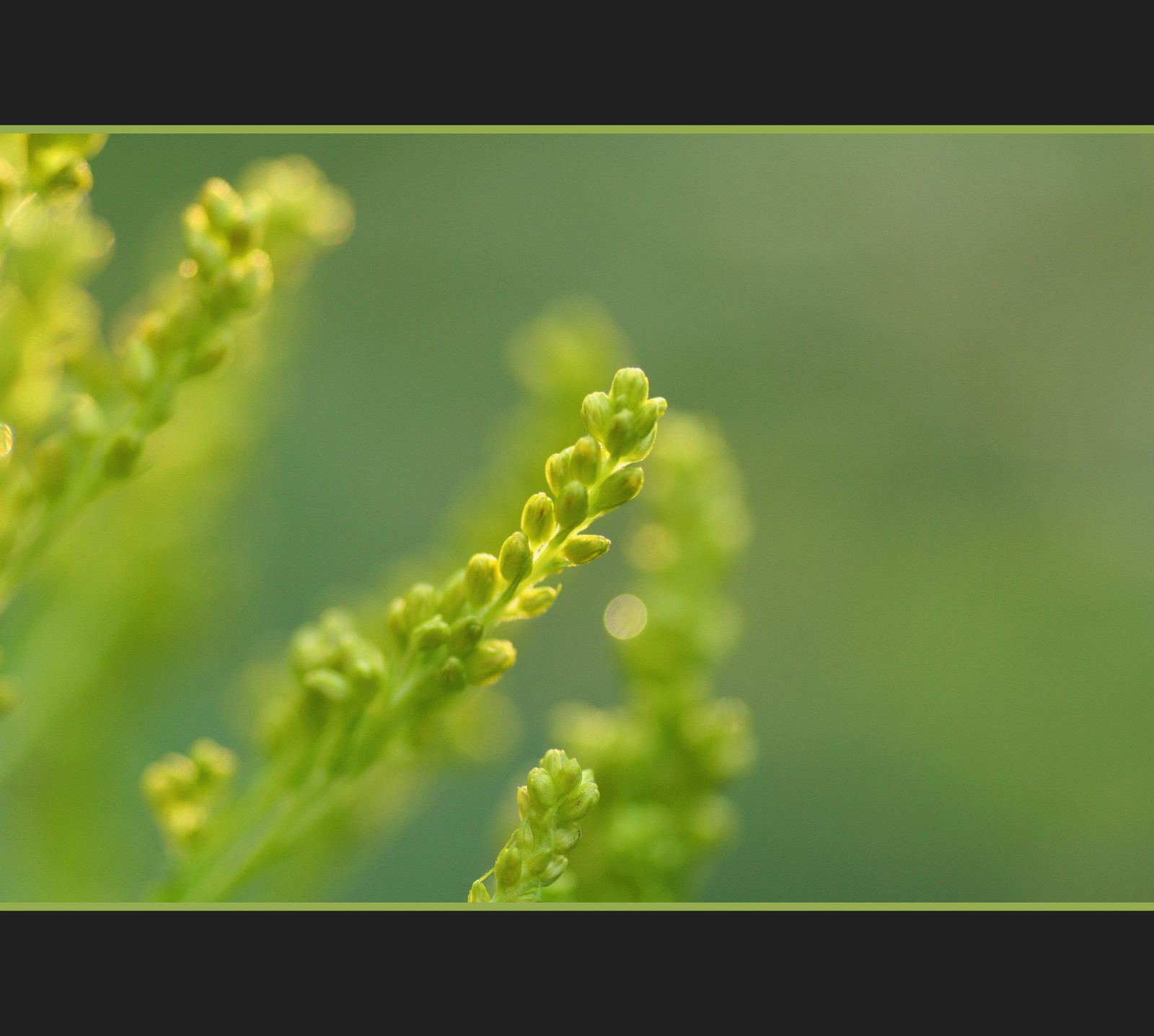 Wallpaper : nature, grass, green, Canada, wet, foliage, light, flora ...