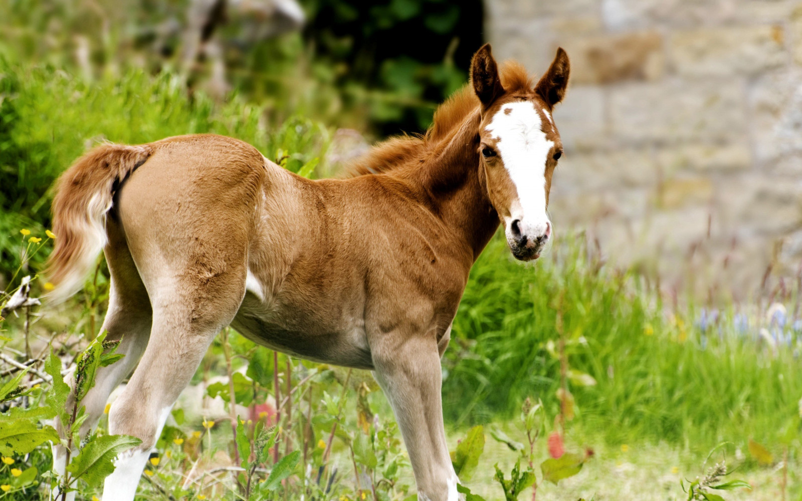 Sfondi : animali, erba, natura, Puledro, pascolo, puledro, mandria ...