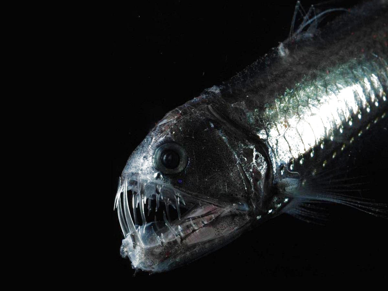 Imagini de fundal : 1600x1200 px, peşte, pesti, natură, ocean, mare ...