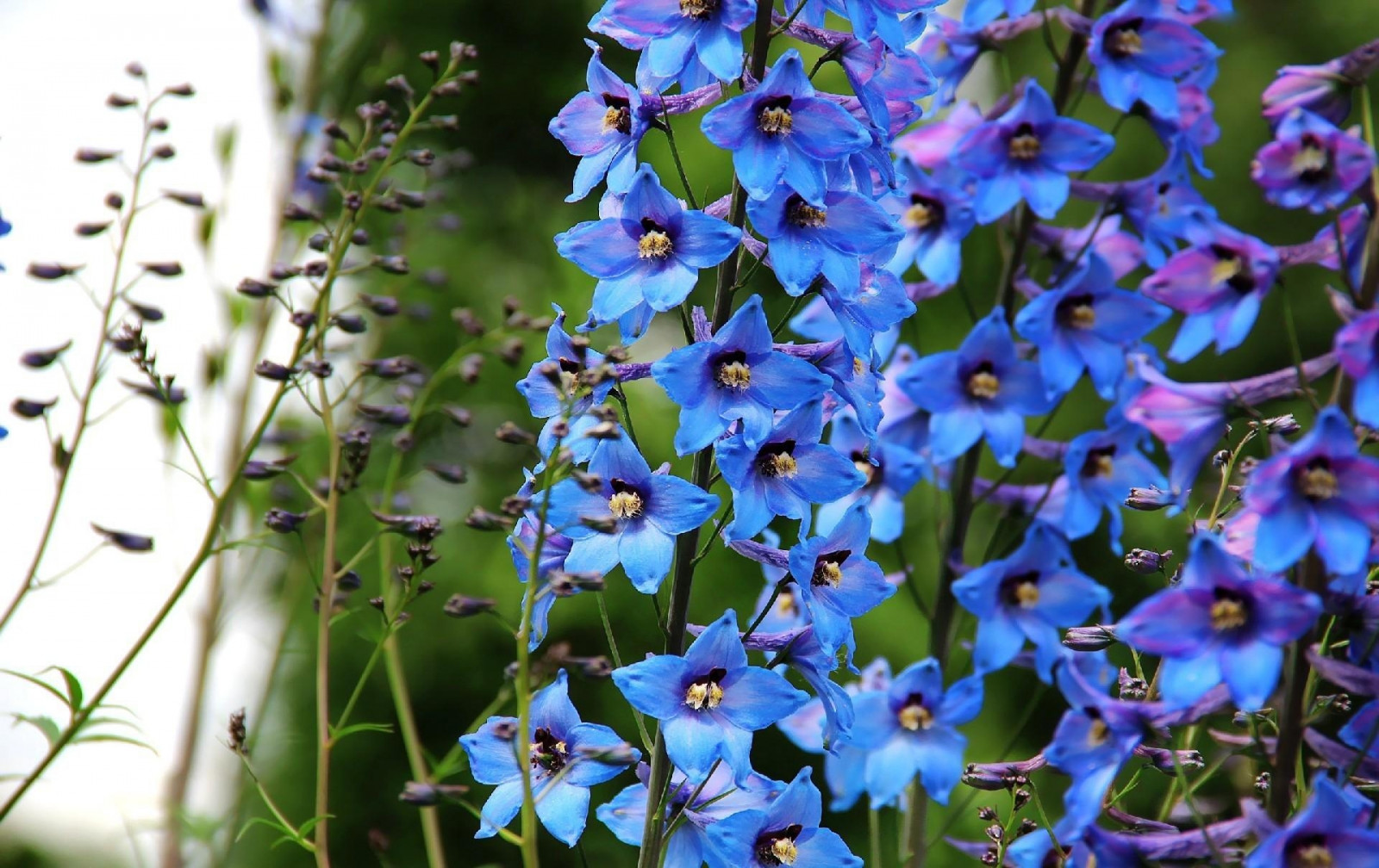 Wallpaper : delphinium, bunga-bunga, terang, biru, merapatkan 1920x1210 ...