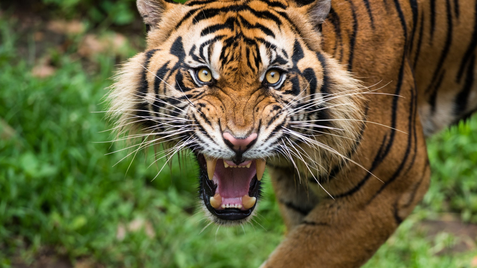 Wallpaper : 1920x1080 px, animals, big cats, teeth, tiger 1920x1080 ...