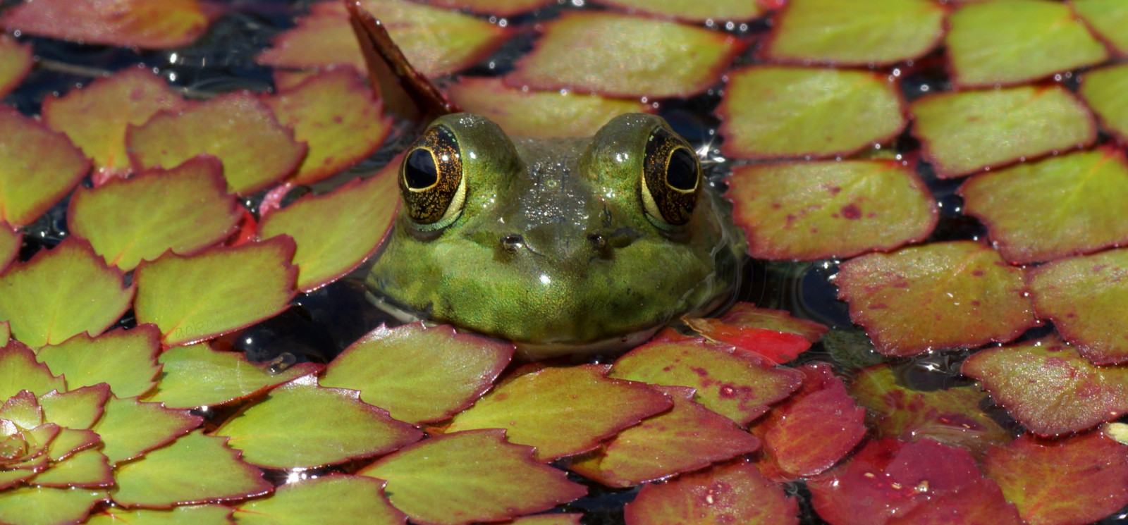 Wallpaper : macro, green, nature, animal, closeup, garden, wildlife ...