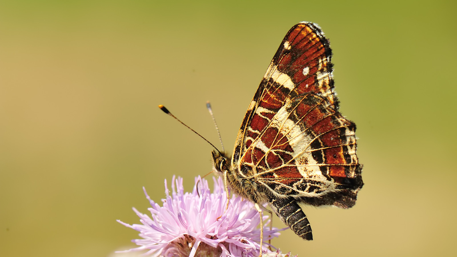 Imagini de fundal : molii și fluturi, insectă, perie fluture cu ...