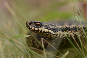Bakgrundsbilder : skalas reptil, HUGGORM, terrestrial animal ...