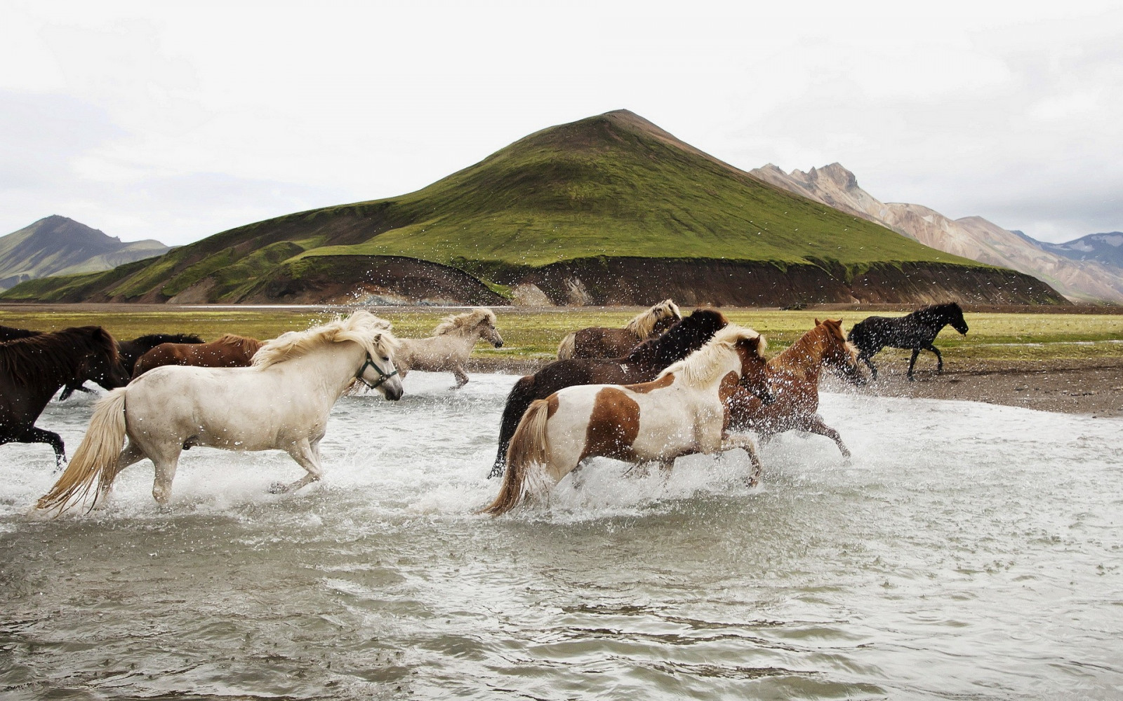 Wild Horses Animal Landscape