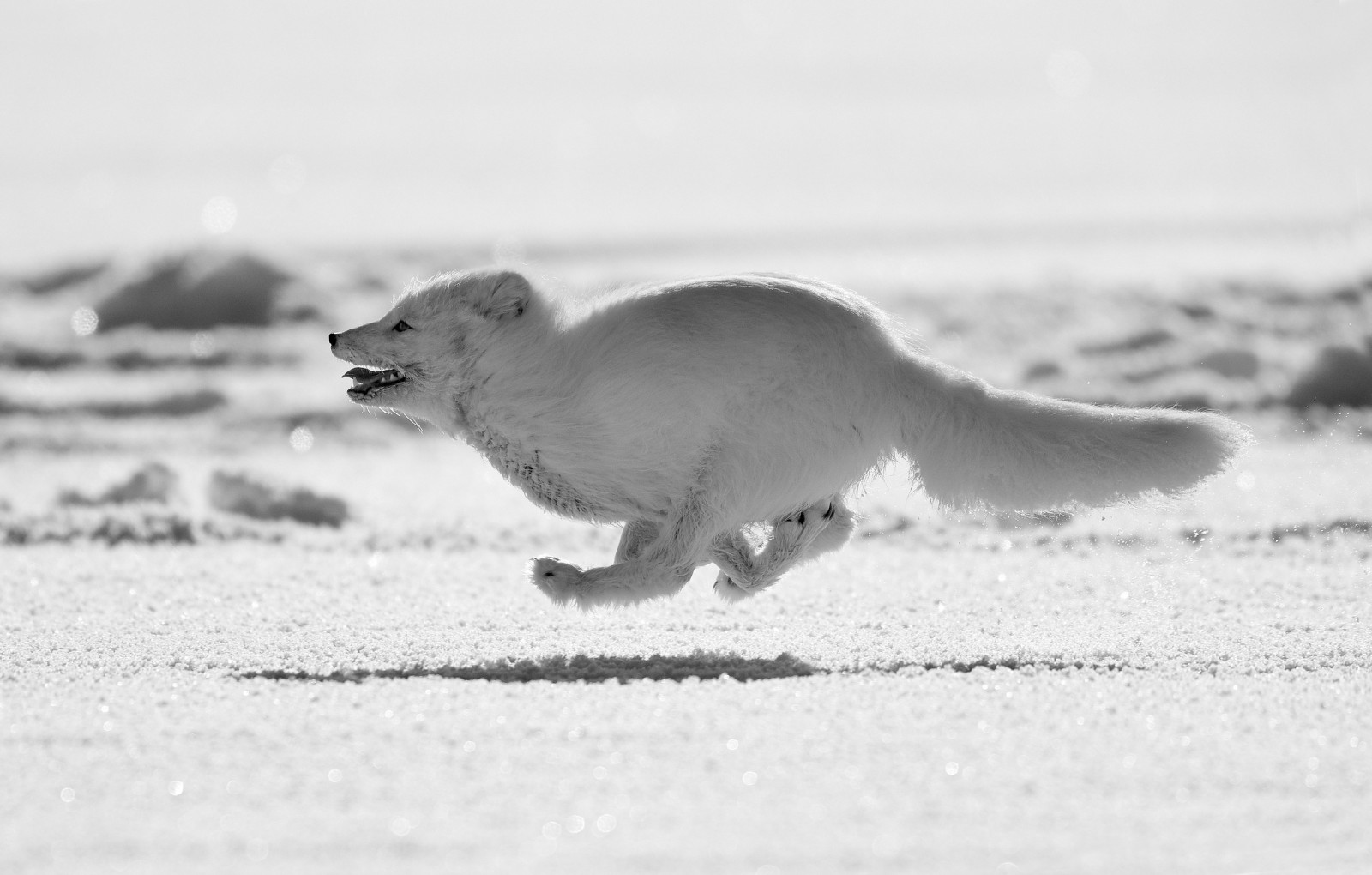 Wallpaper : arctic fox, nature, running, animals, mammals 2500x1594 ...