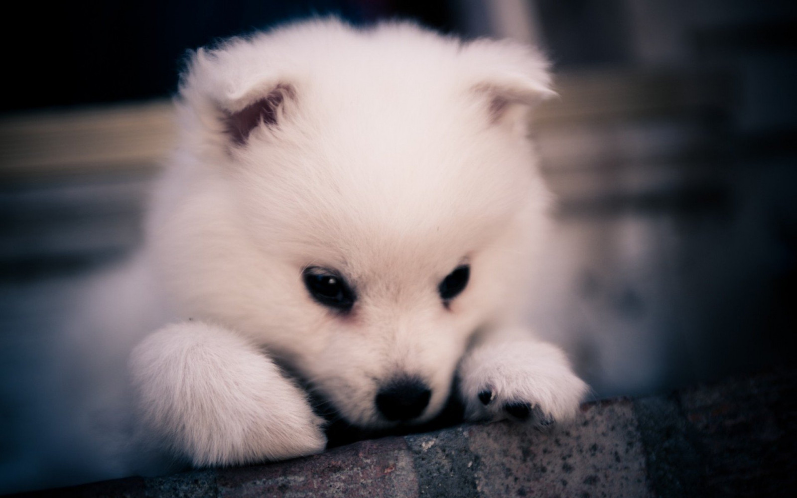 Bakrunner : 1920x1200 px, baby, canine, hund, hunder, valp, samojeder ...