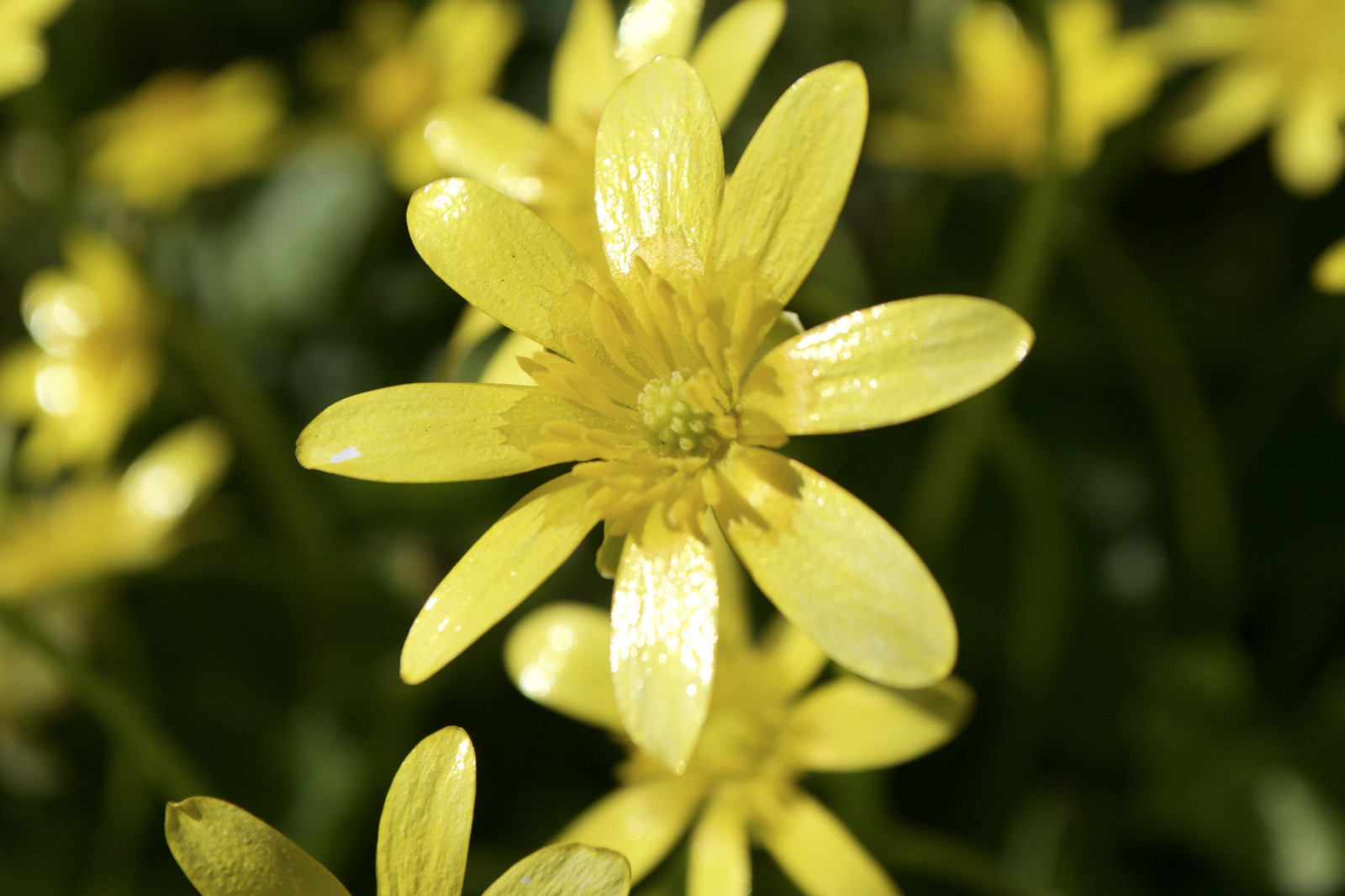 Wallpaper : nature, yellow, petals, blossom, flower, flora, small ...