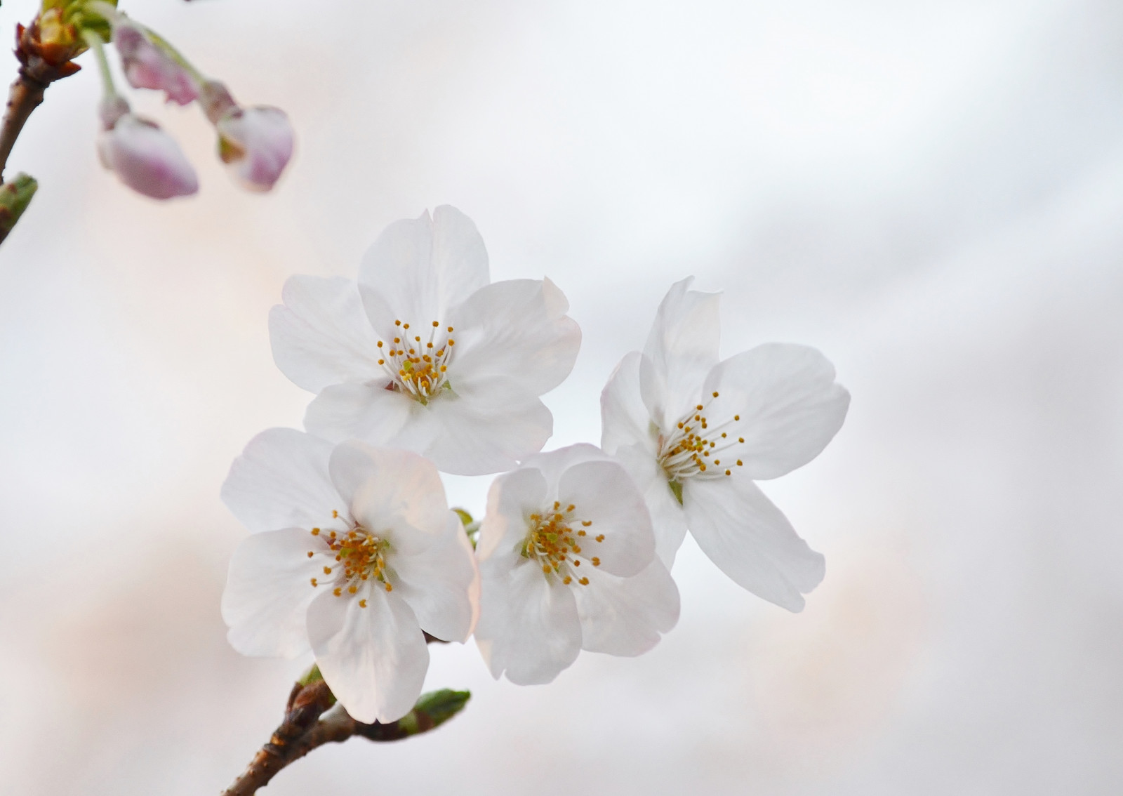 White Cherry Blossom Macro
