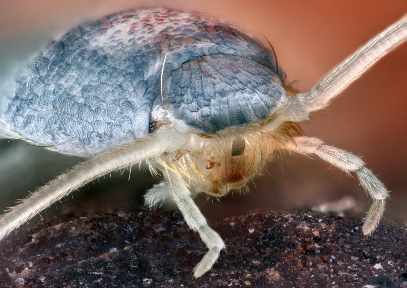 배경 화면 : 매크로, 닫다, 곤충, 양탄자, 상어, 마크로, 인 섹터, 문신, 은어, Silberfischchen, 어항 ...