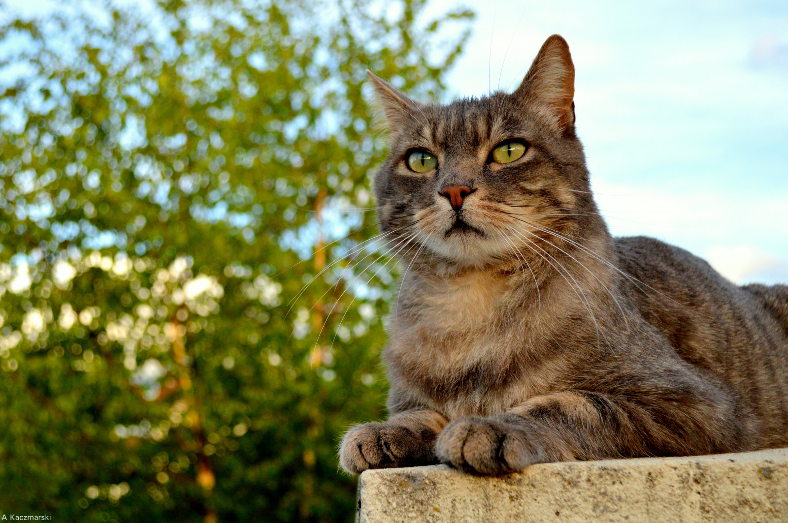 Wallpaper : cats, cat, chats, chat, oggy, catmoments 6016x4000 ...