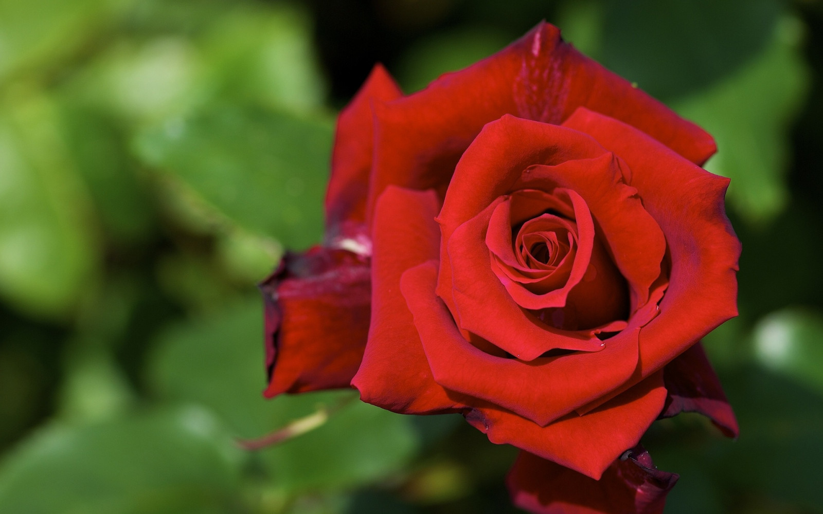 Wallpaper : 1920x1200 px, flower, macro, rose, roses 1920x1200 ...