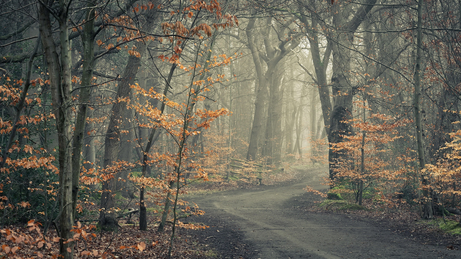 Wallpaper : road, fall, trees, outdoors, plants 2048x1152 ...
