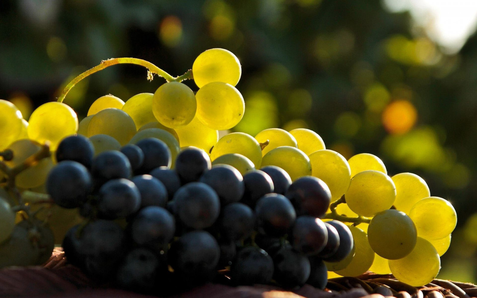 Wallpaper : 1920x1200 px, makanan, buah-buahan, anggur 1920x1200 ...