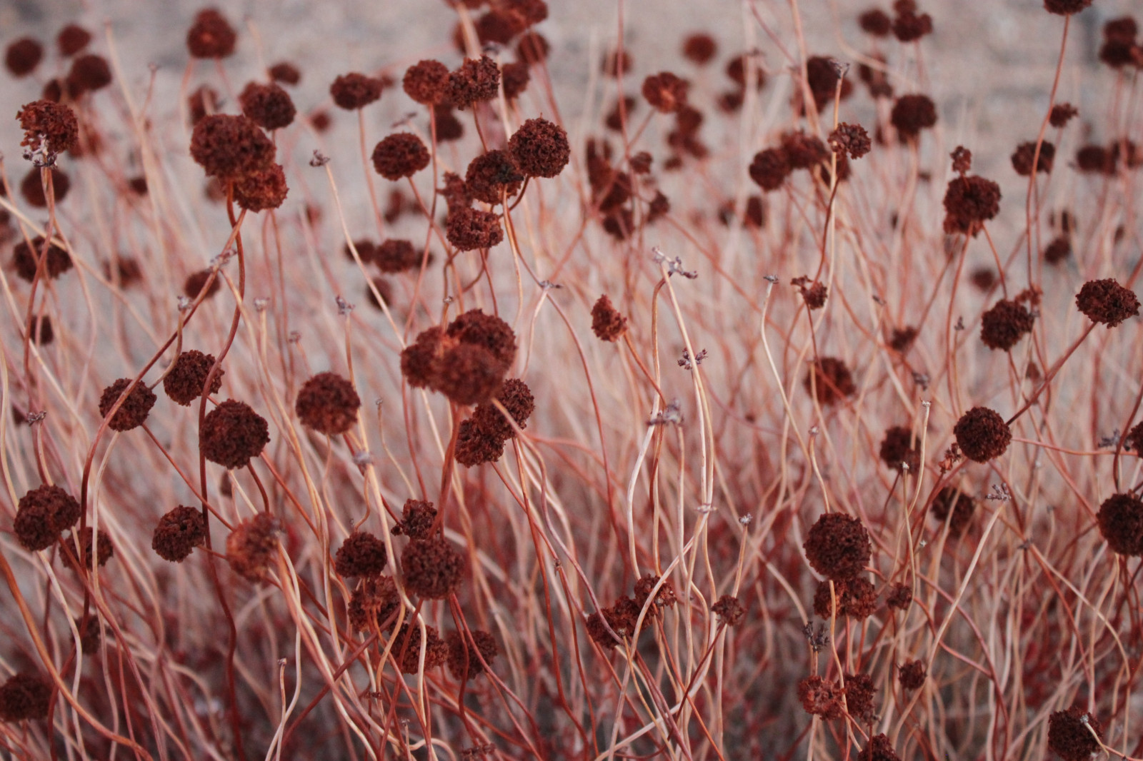 배경 화면 이파리 화이트 시티 자연 빨간 공원 사진술 포도주 분기 카메라 불 무늬 역사 정경 사막 조직 캘리포니아 광장 여름 도트