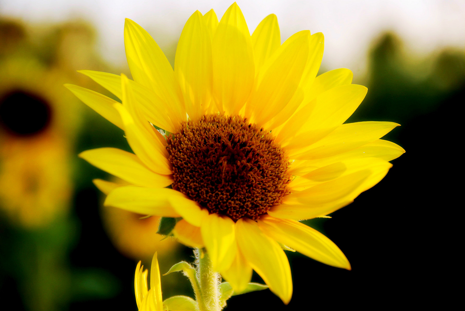 Bakgrundsbilder : solros, gul, solrosfrö, flora, blommande växt, närbild, kronblad, Daisy familj ...