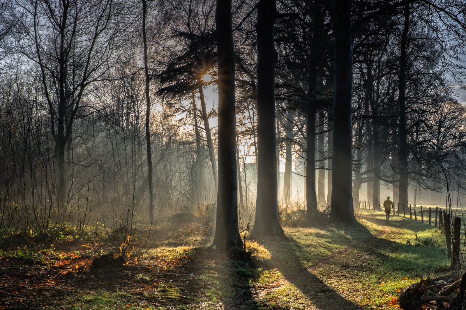 Wallpaper : sunlight, landscape, nature, grass, sky, winter, branch ...