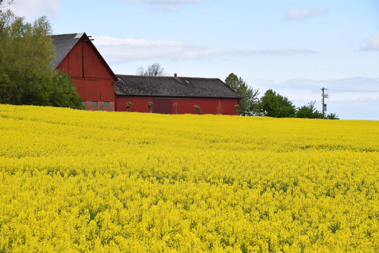 Wallpaper : food, nature, sky, field, yellow, farm, Sweden, Sverige ...