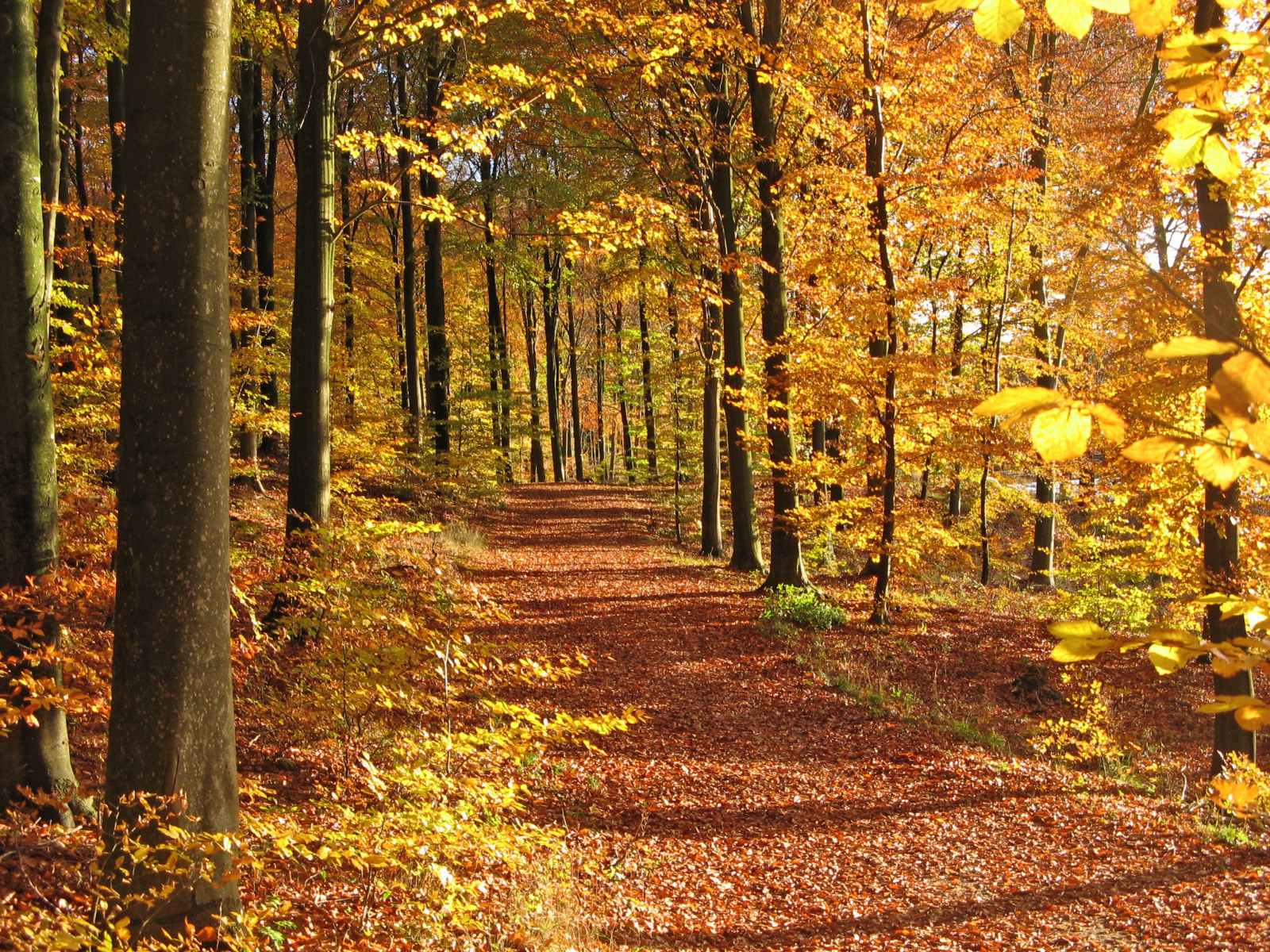 Wallpaper : sunlight, trees, fall, wood, Denmark, tree, leaf, season ...