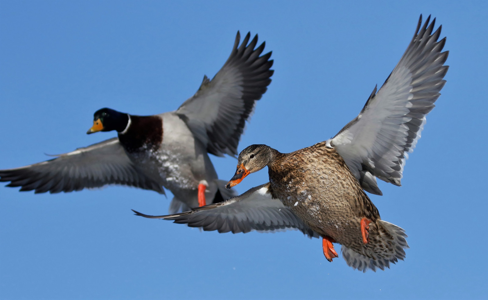Wallpaper : duck, waterfowl, action, Flight, nature, wildlife, mallard ...