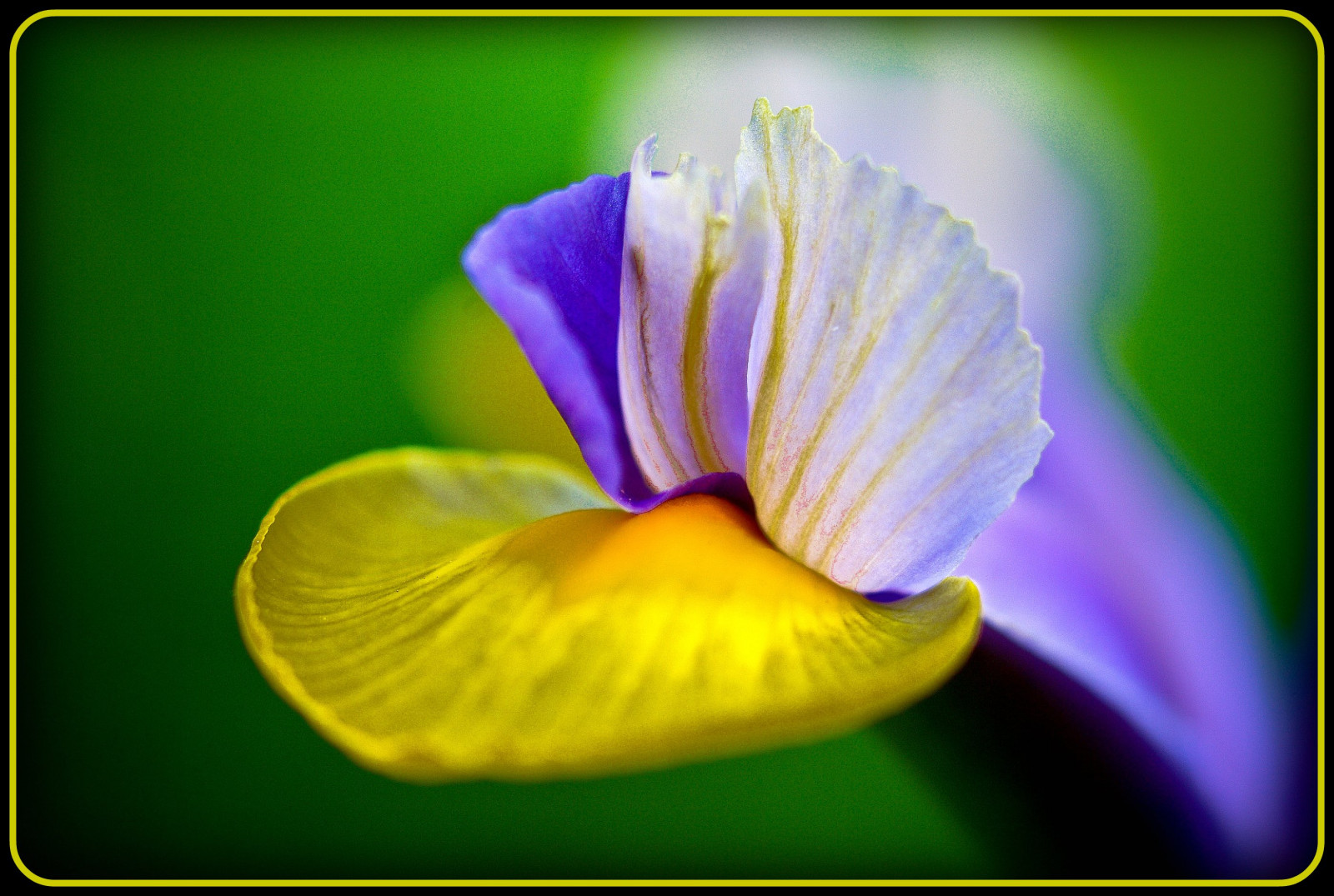 배경 화면 푸른 아이리스 꽃 매크로 녹색 미술 자연 노랑 독일 창조적 인 쾰른 신비로운 오버 벌크 울릉도 금어초 백금 사진