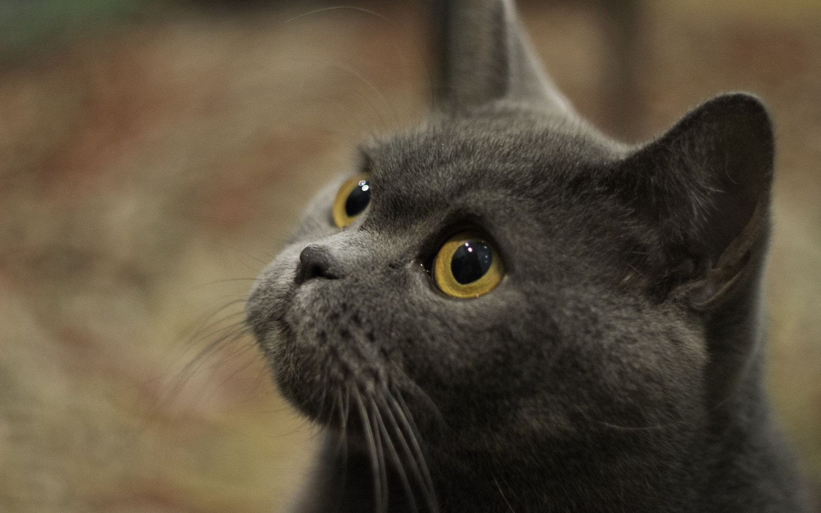 Wallpaper : kucing, menghadapi, mata, biru 1680x1050 - 4kWallpaper ...