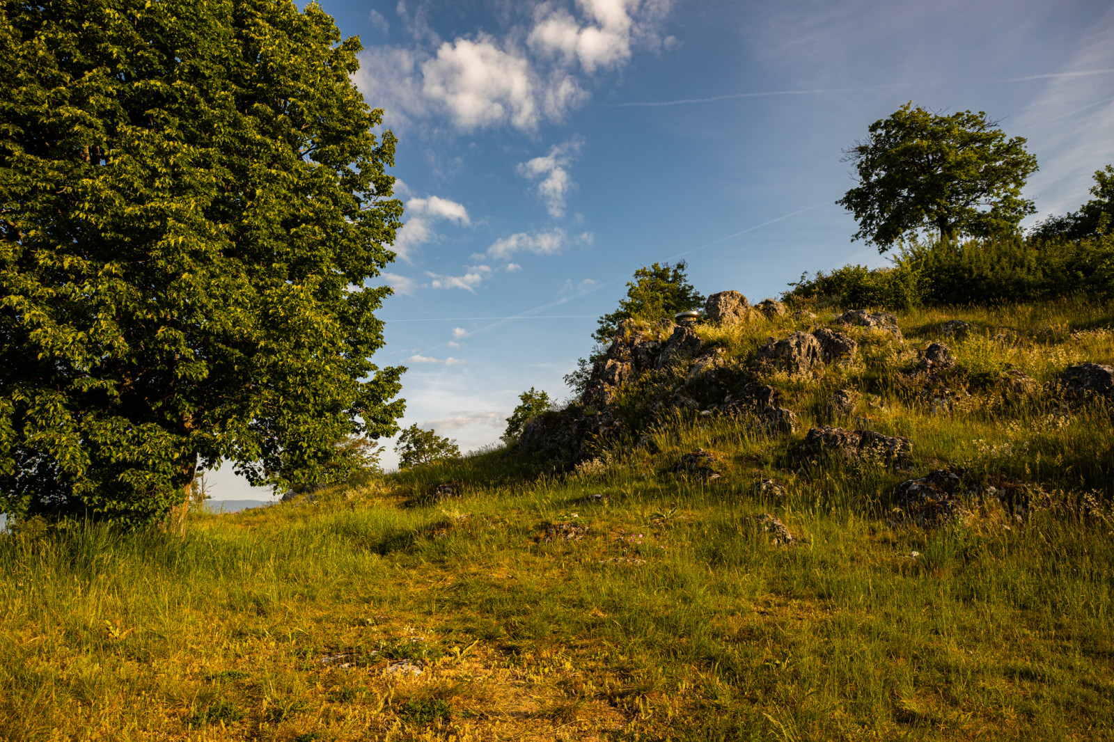 Wallpaper : photography, nature, landscape, trees, field, greenery ...