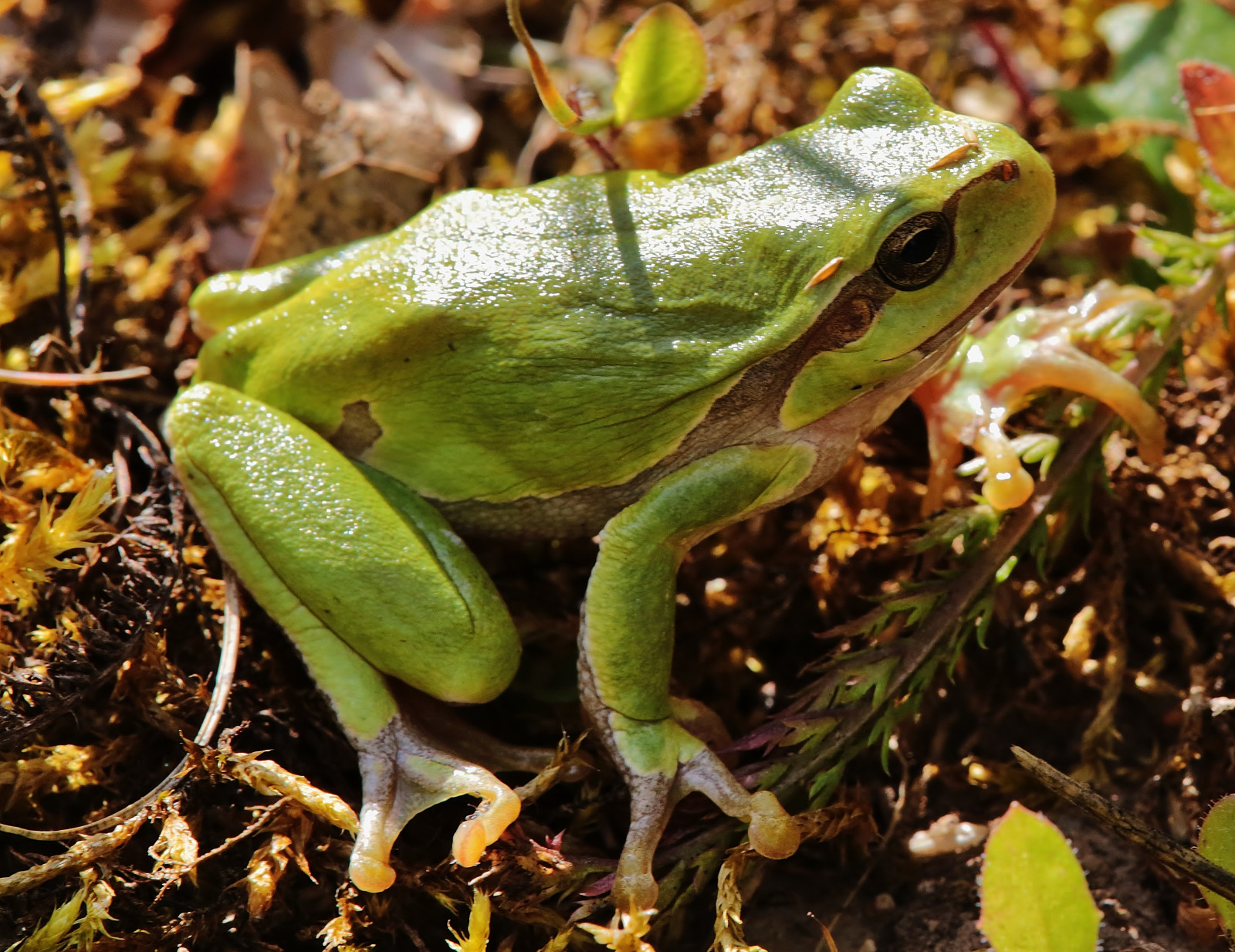 Wallpaper : macro, frog, laubfrosch, europeantreefrog ...