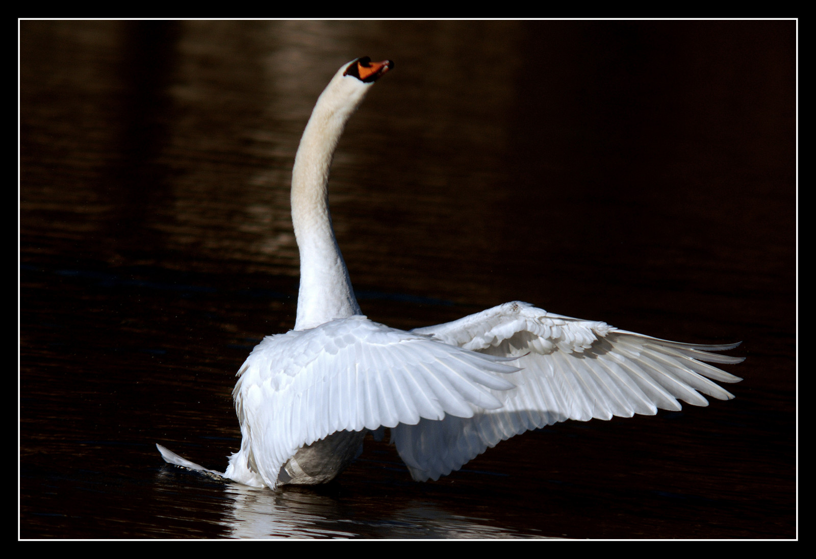 Wallpaper : swan, beak, animal, feather, attitude, oiseau, wing ...