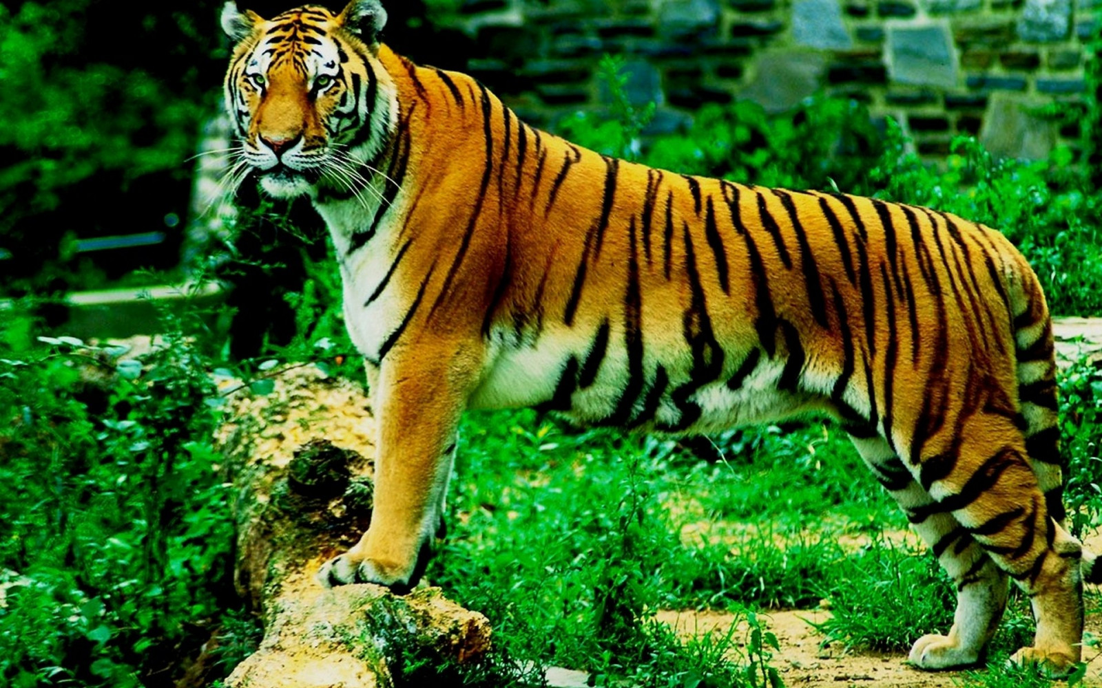 Wallpaper : 1920x1200 px, cat, tiger 1920x1200 - goodfon - 1906345 - HD ...