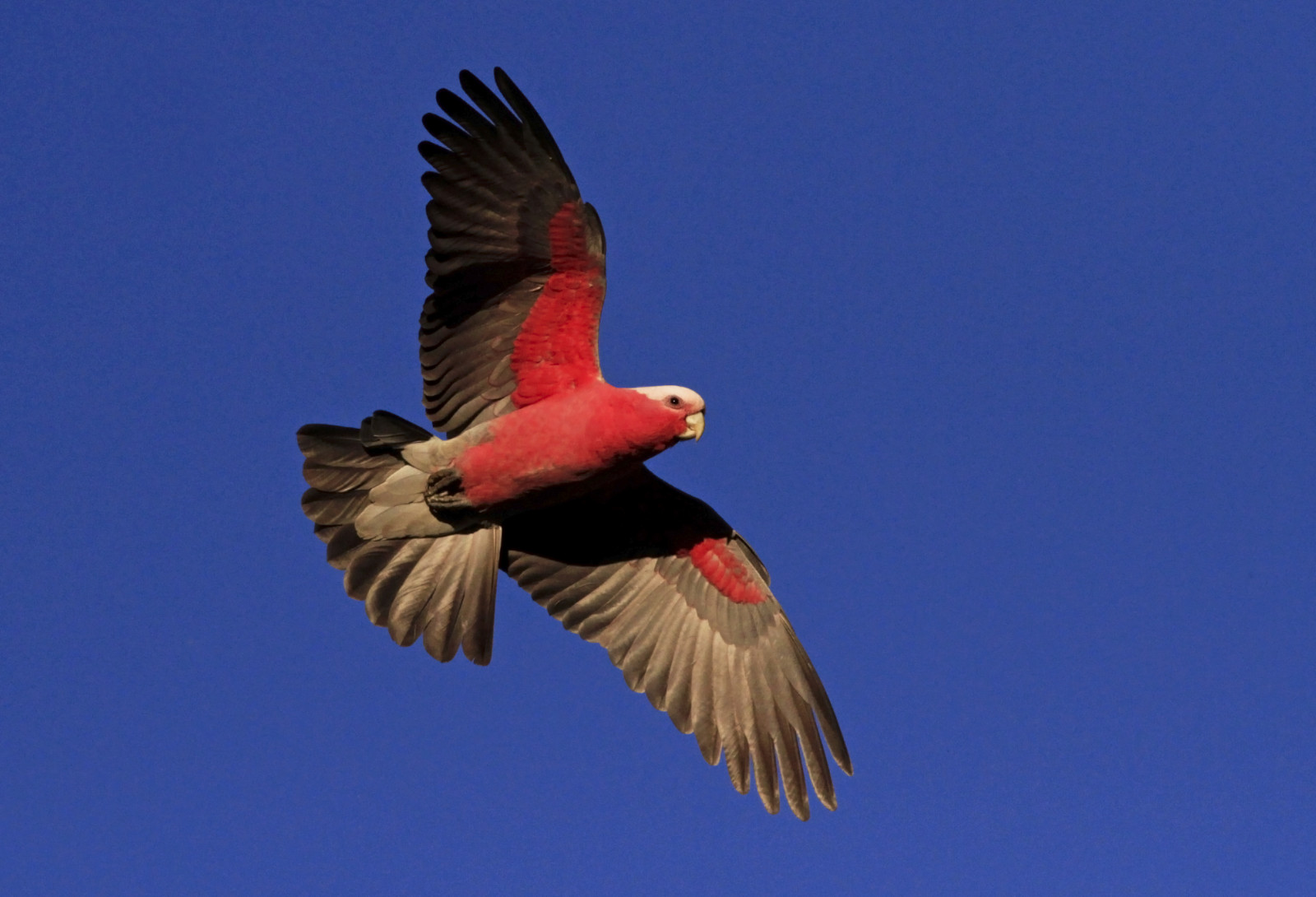 Wallpaper : bird, fauna, beak, macaw, parrot, sky, wing, wildlife ...