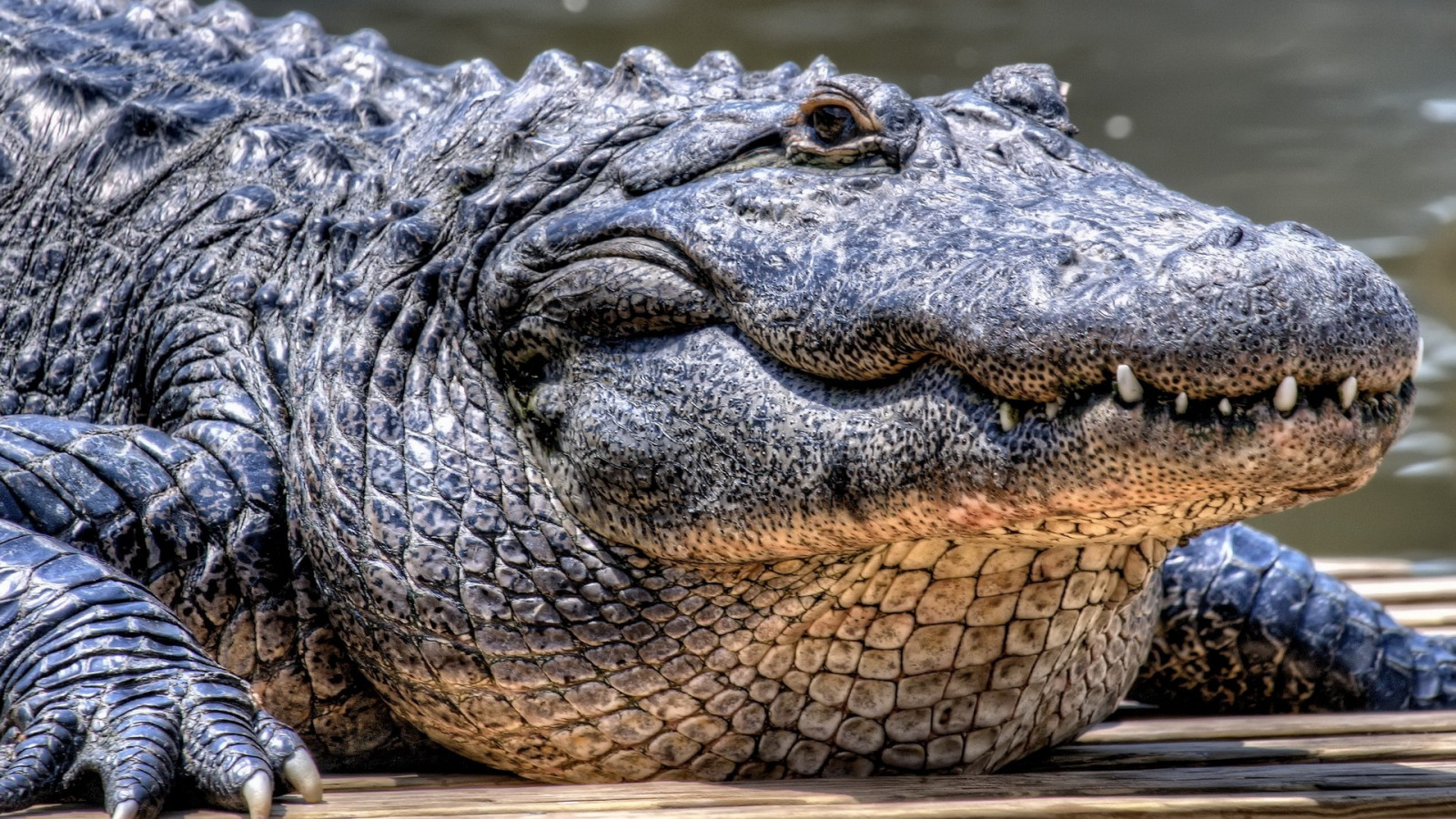 Sfondi : animali, natura, coccodrilli, rettile, fauna, vertebrato ...
