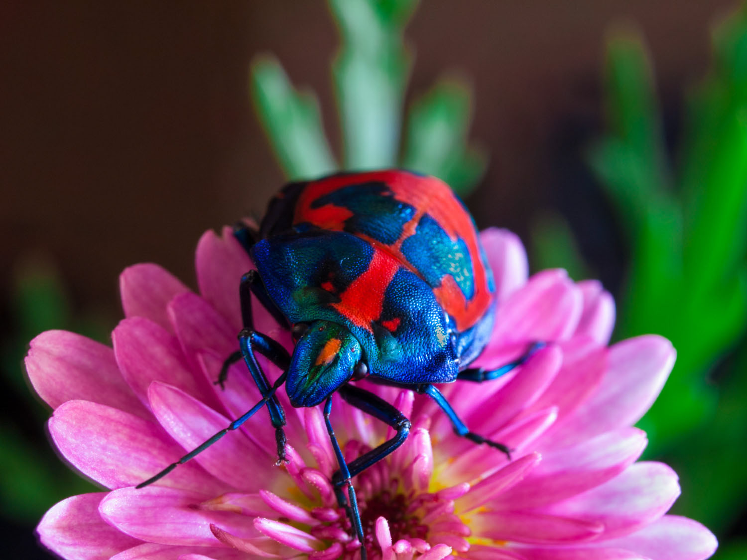 Wallpaper : blue, red, flower, macro, vibrant, Olympus, bugs 1500x1125 ...