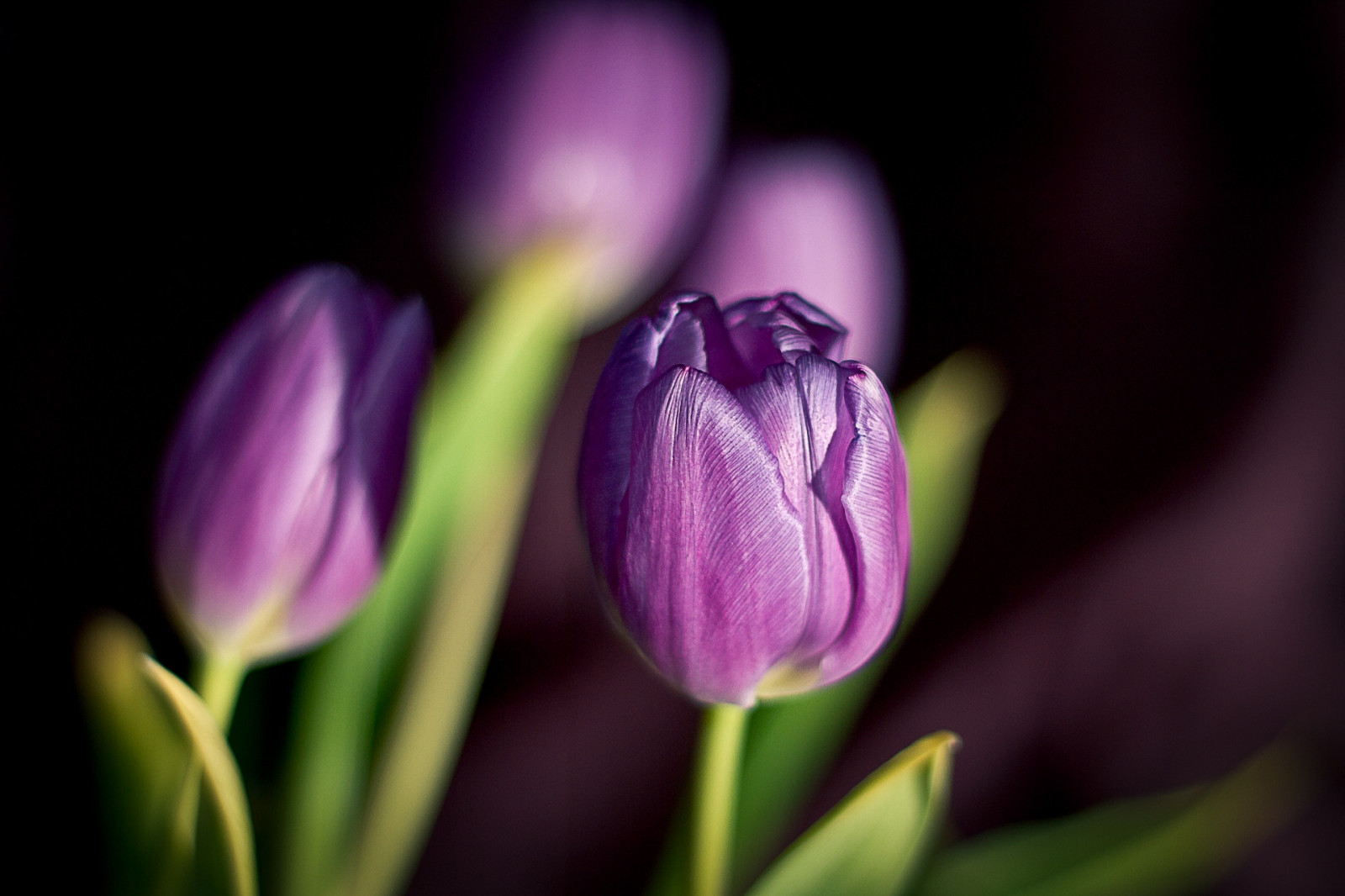 Bakgrundsbilder : blommor, tulpaner, lila, blomma, krokus, tulpan, flora, kronblad, knoppar ...