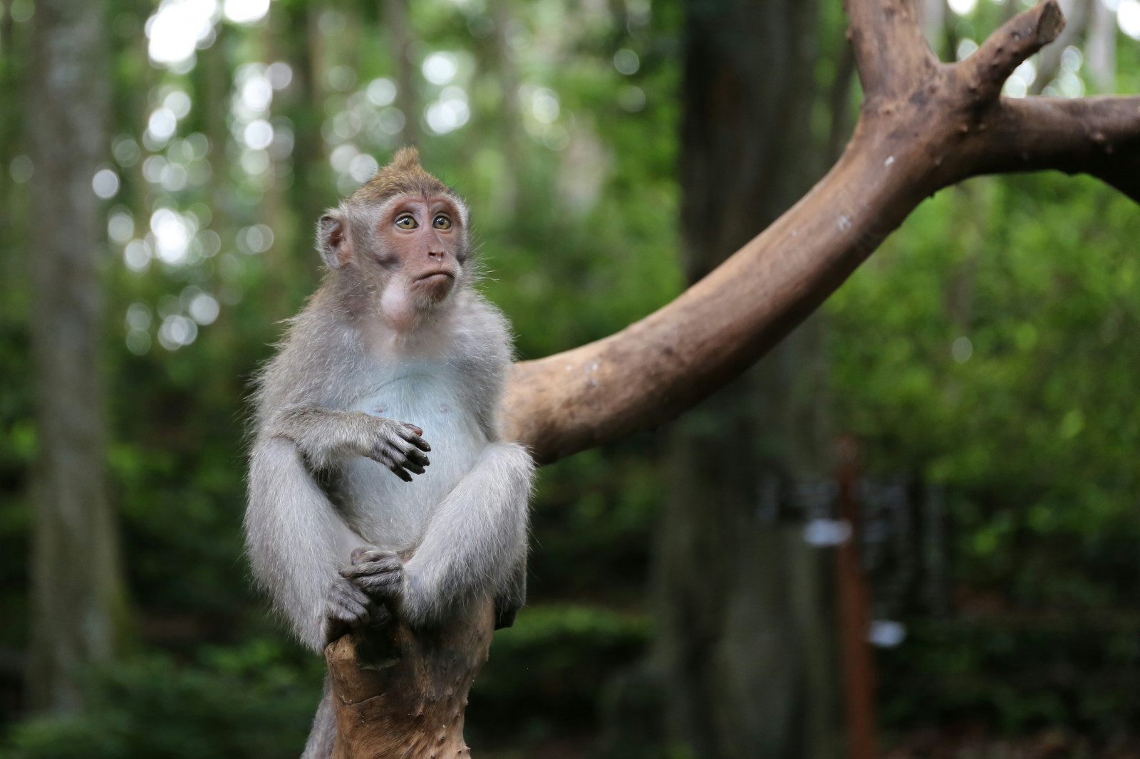 Wallpaper : Bali, forest, Canon, Indonesia, monkey, Asia, planet, 5d ...