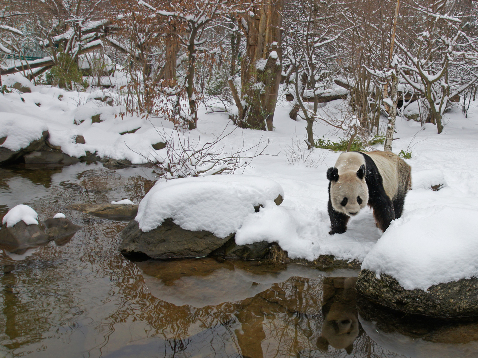 Wallpaper : water, snow, winter, wood, ice, wildlife, panda, Freezing ...
