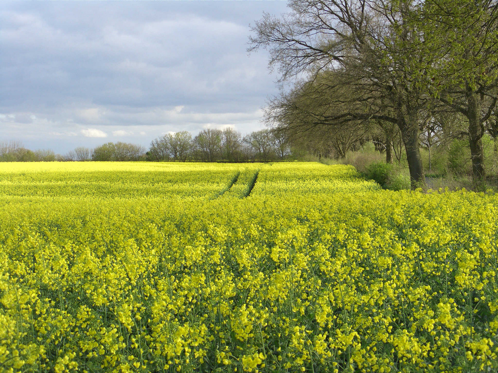 Bakgrundsbilder : landskap, sten, gräs, himmel, fält, gul, Tyskland ...