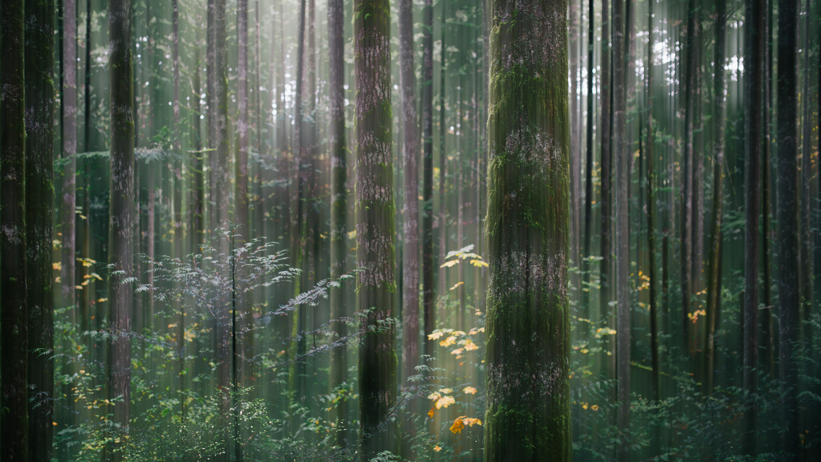 Wallpaper : trees, forest, nature, abstract, pacificnorthwest ...