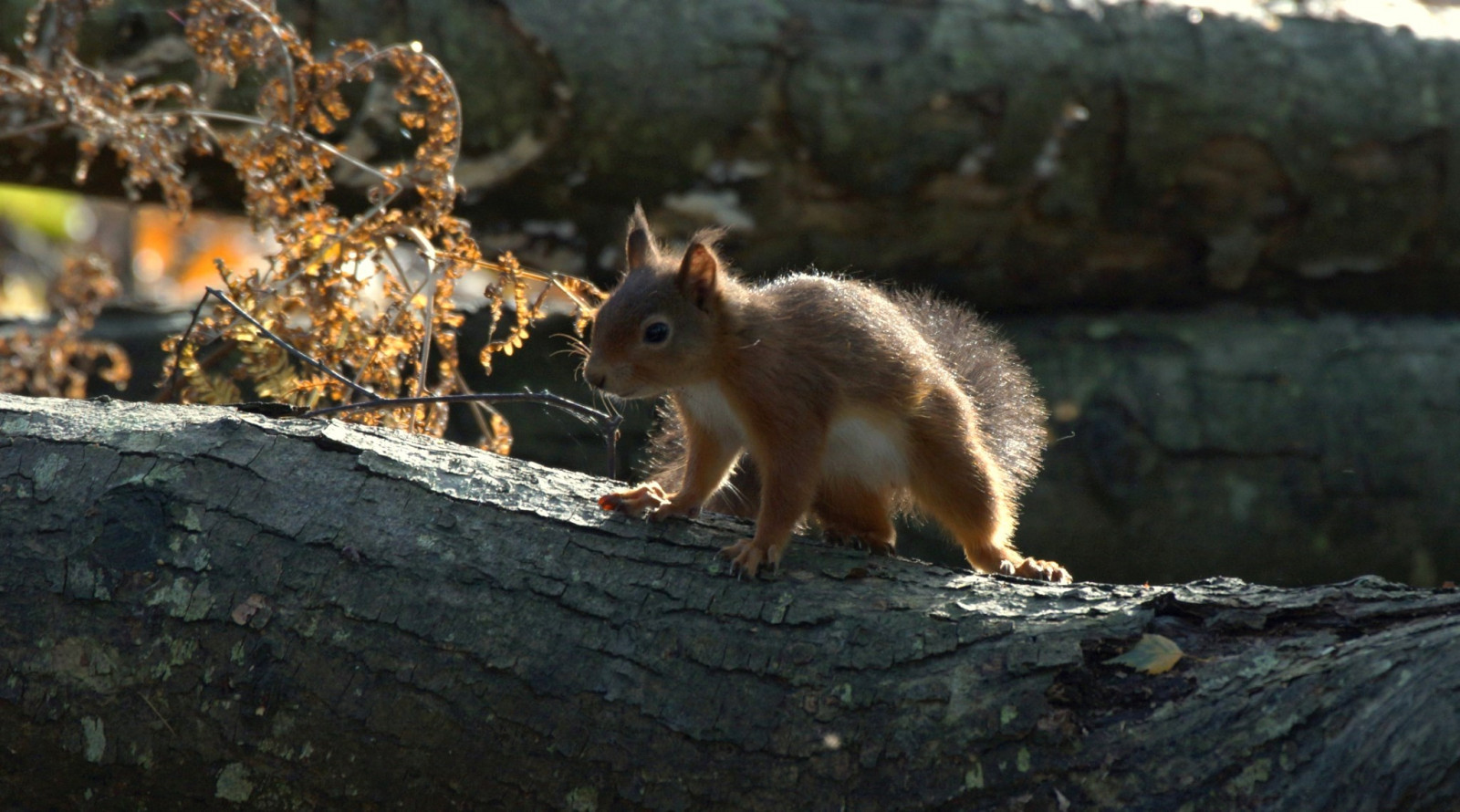 Fond d'écran : queue, rouge, écureuil, Dorset, faune, Soleil, octobre ...