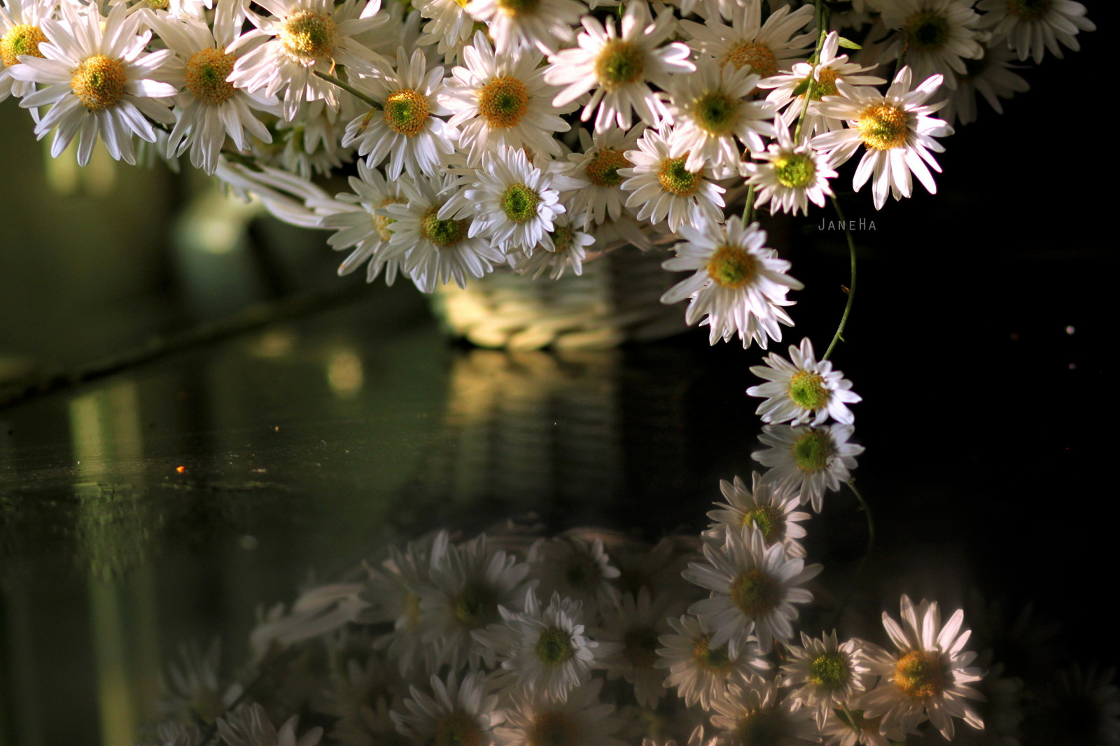 Wallpaper : reflection, water, white flowers, plants 2560x1707 ...