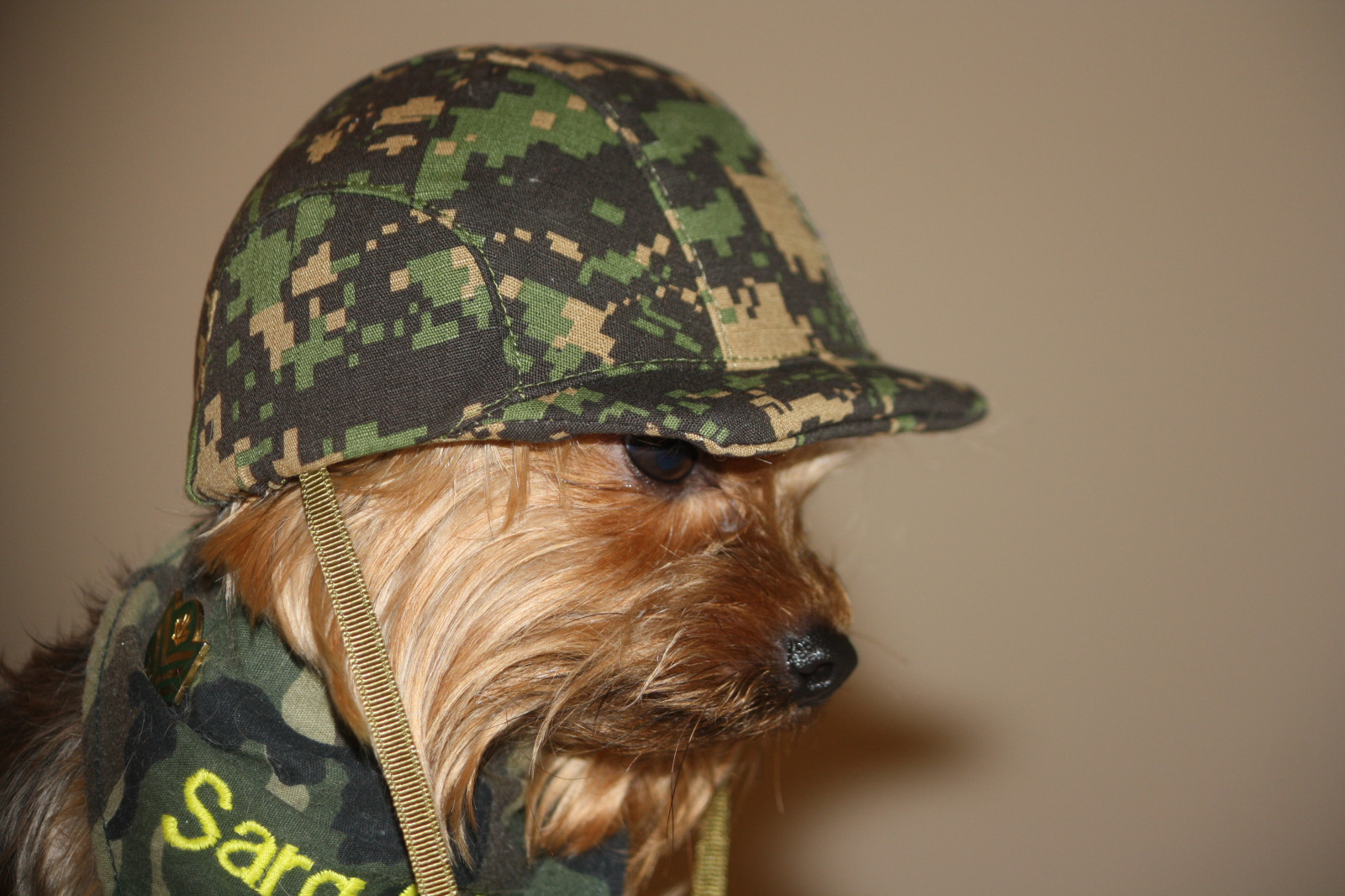 Wallpaper : moncong, anjing seperti mamalia, topi, penutup kepala ...