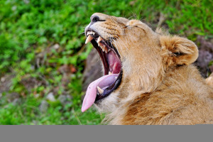 Bakgrundsbilder : lejon, ansikte, tänder, profil, rovdjur 1920x1334 ...