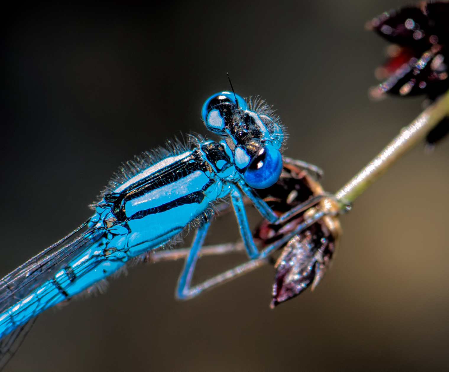 Wallpaper : blue, macro, insect, Flight, damselfly, d800, nkon ...