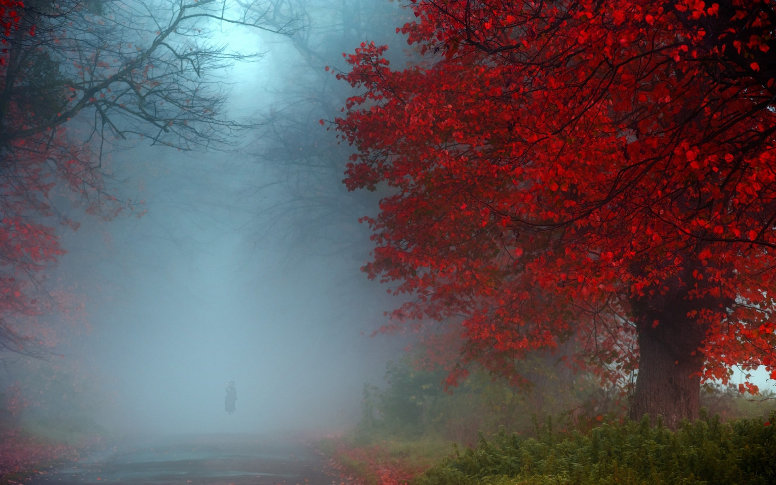 Wallpaper : sinar matahari, pemandangan, hutan, jatuh, alam, merah ...