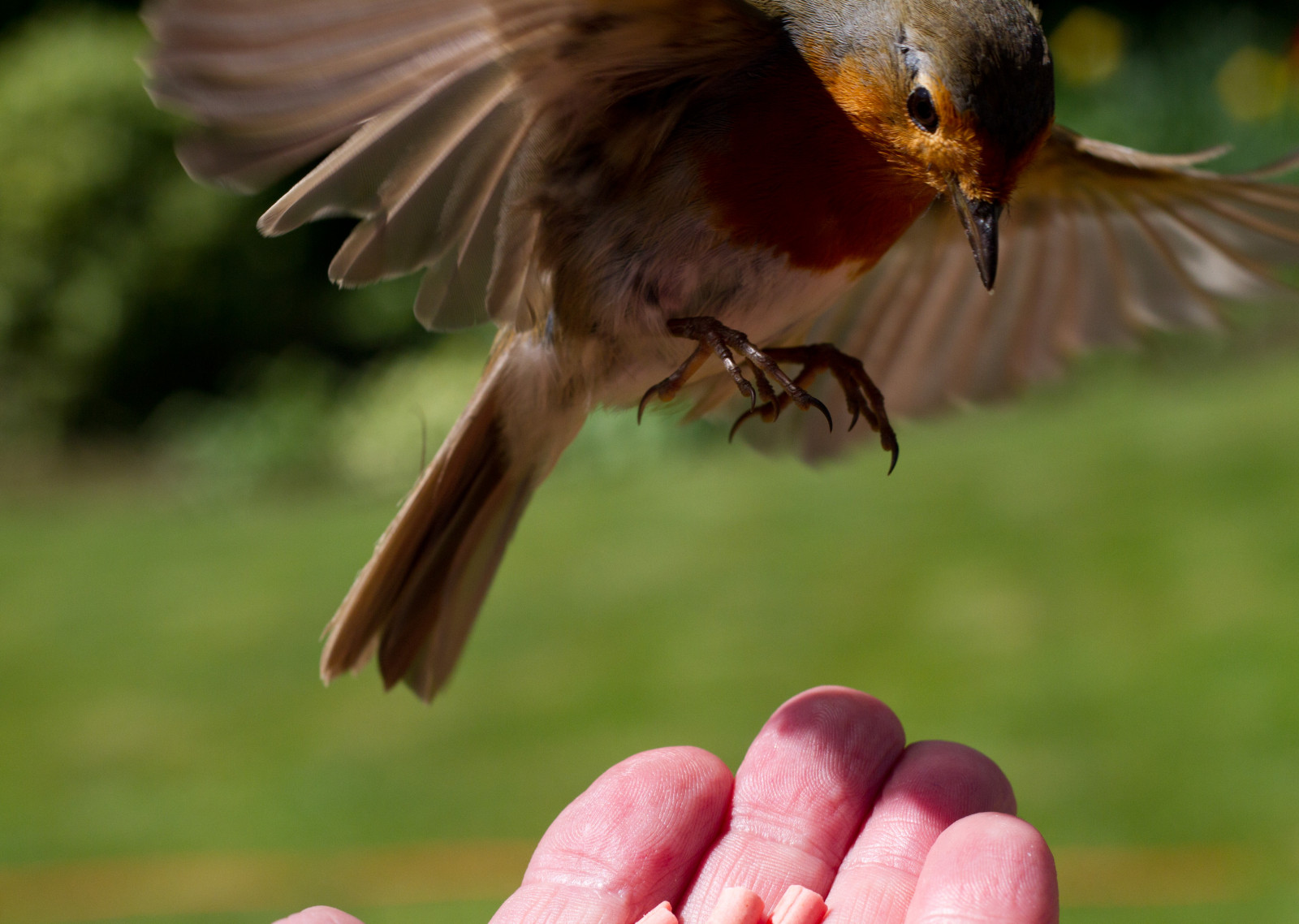 Wallpaper : food, bird, nature, robin, flying, wings, hand, britain ...