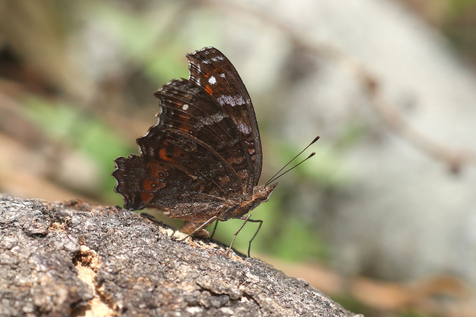 Baggrunde : Skov, insekt, dyreliv, tropisk, Afrika, vest, gylden ...