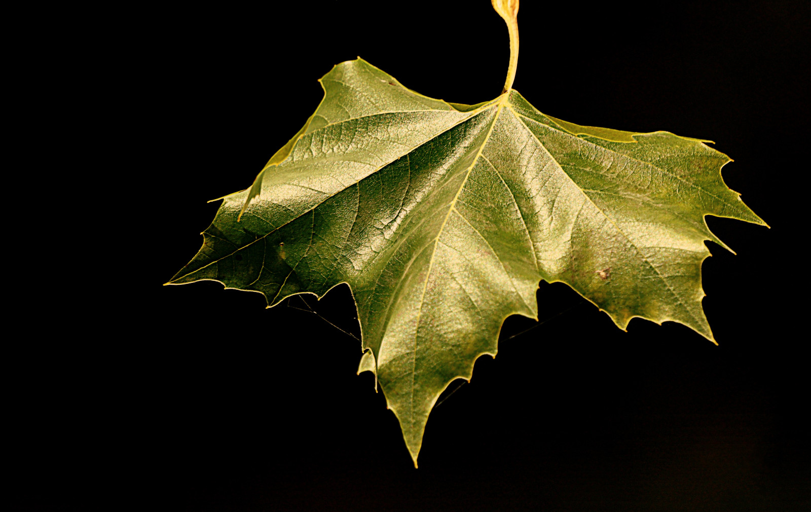 Wallpaper : sunlight, shadow, branch, green, Dorset, Sun, island ...
