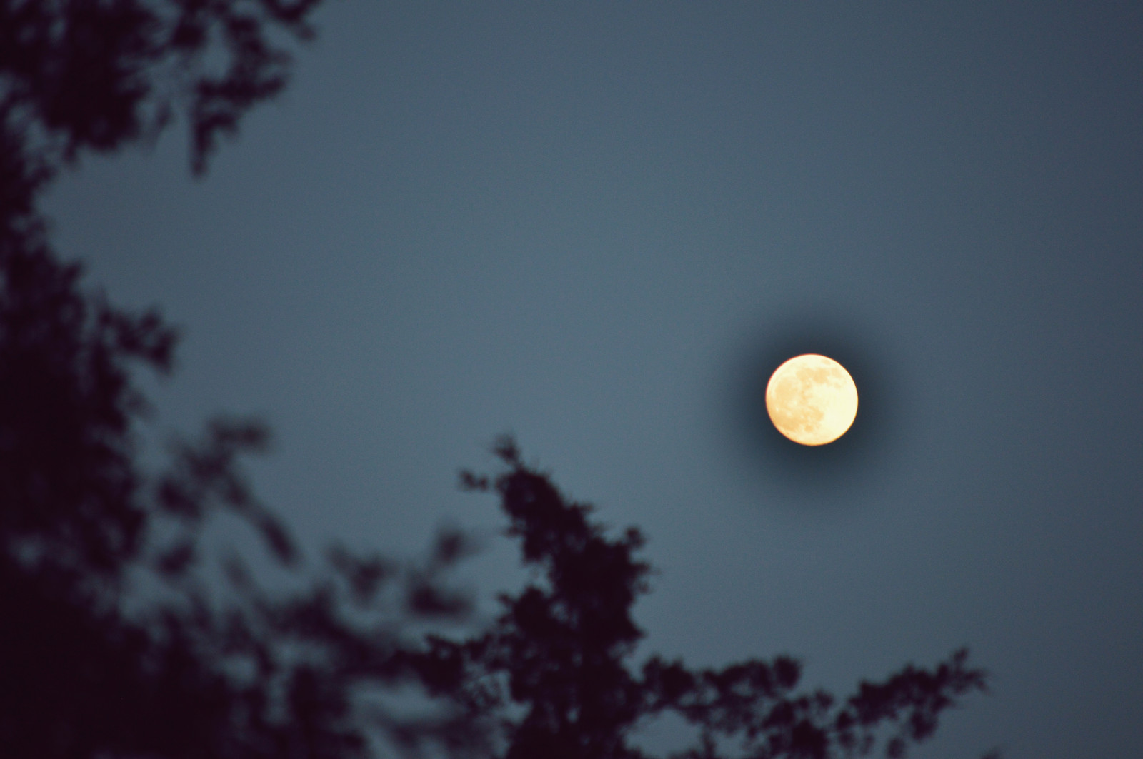 Wallpaper : light, Moon, tree, nature, dark, marktwain 6016x4000 ...