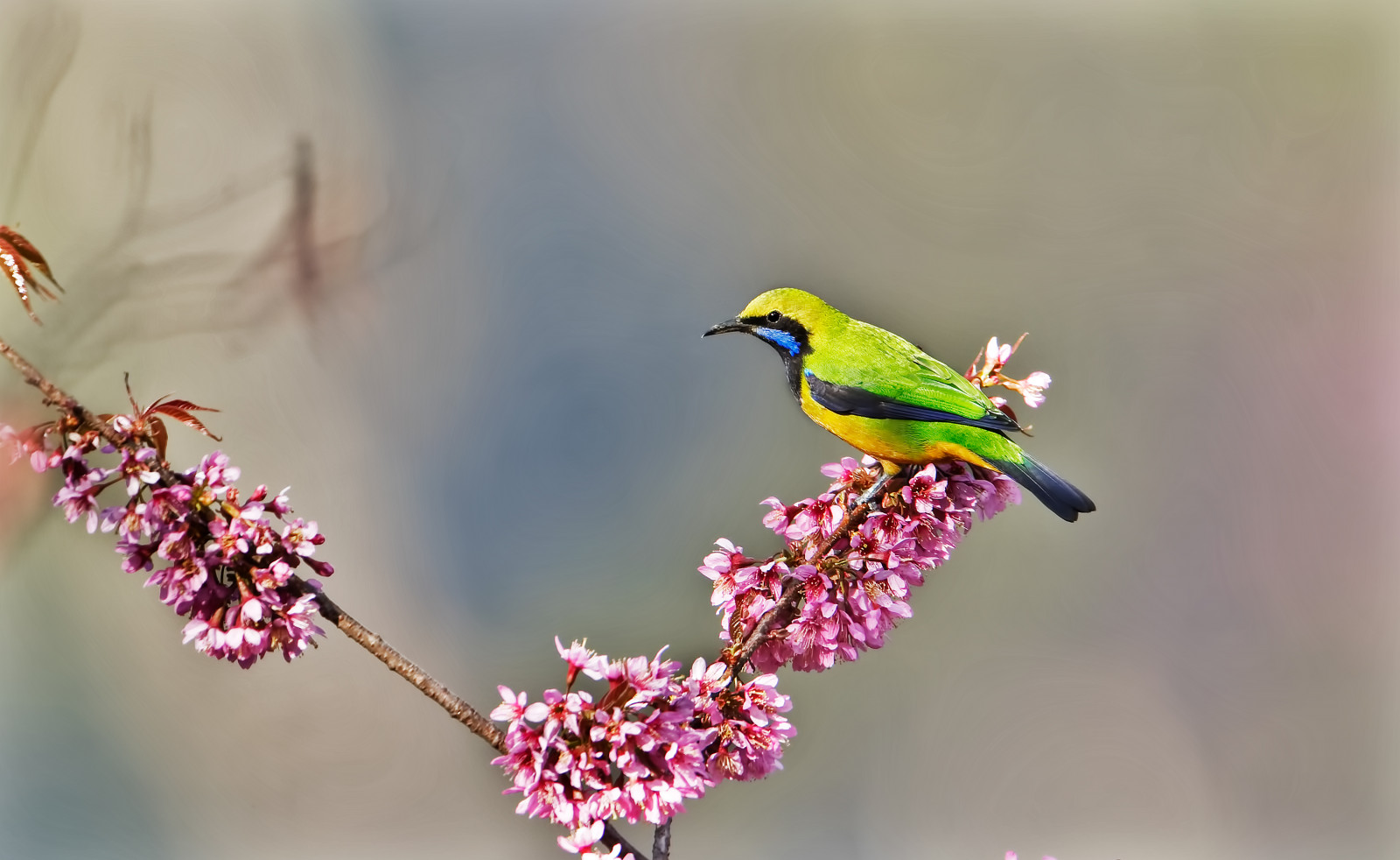 Chinese Pretty Birds