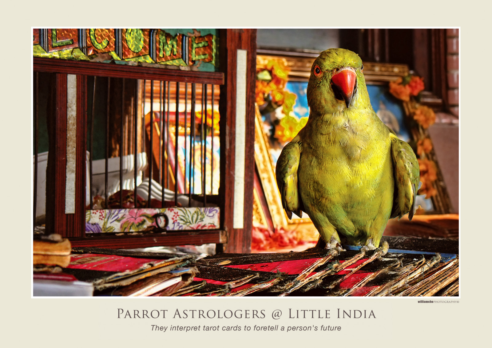 배경 화면 : 싱가포르, 앵무새, 리틀 디아, 타로 카드, 감소하는 길, 운명 4961x3507 - - 977465 - 배경 ...